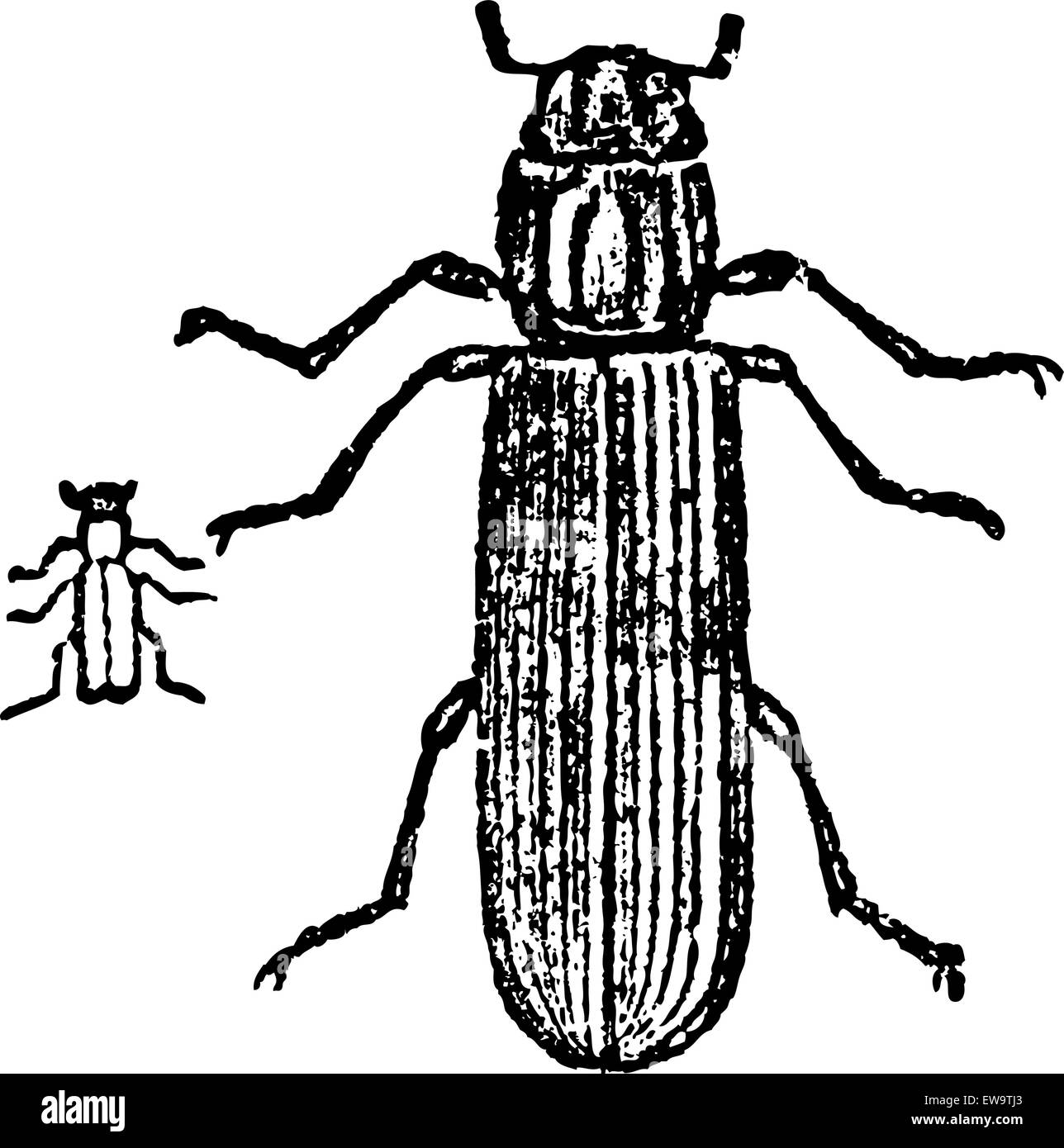 Lyctus beetle, vintage engraved illustration. Magasin Pittoresque 1875 ...