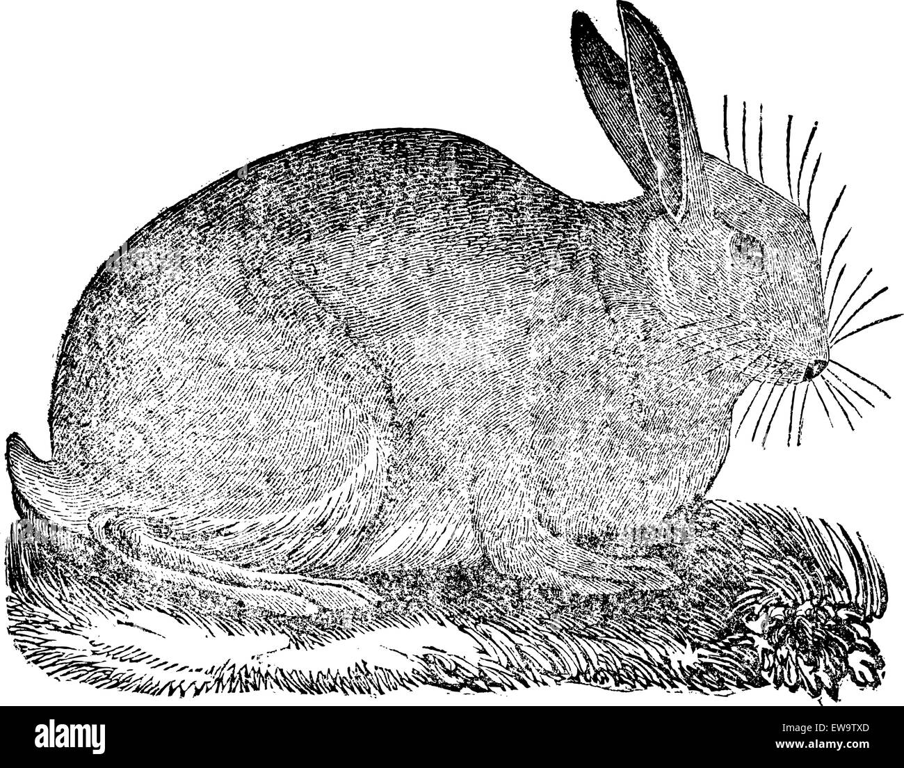 Hare, vintage engraved illustration. Magasin Pittoresque 1875 Stock ...