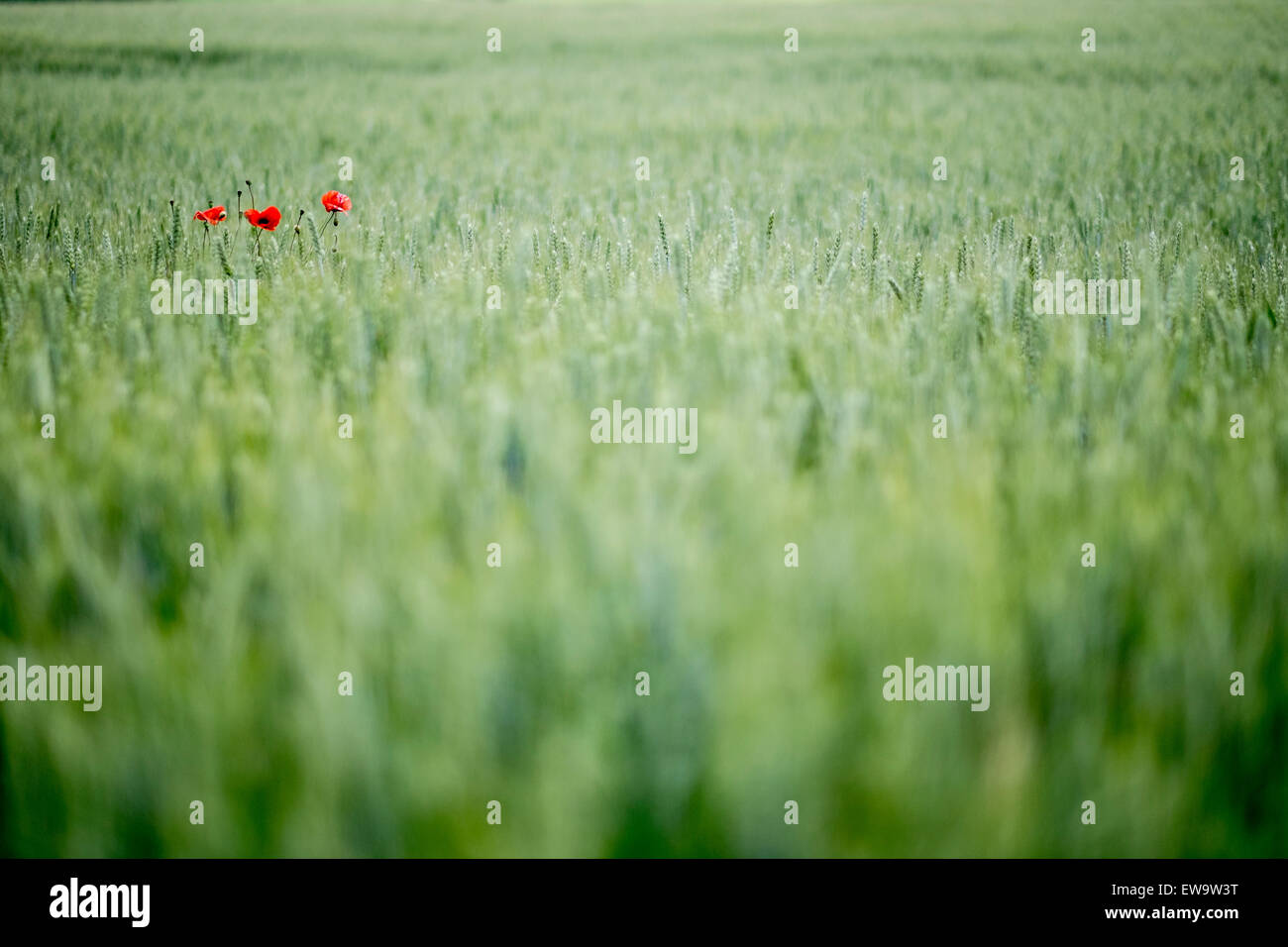 Poppies flanders field hi-res stock photography and images - Alamy