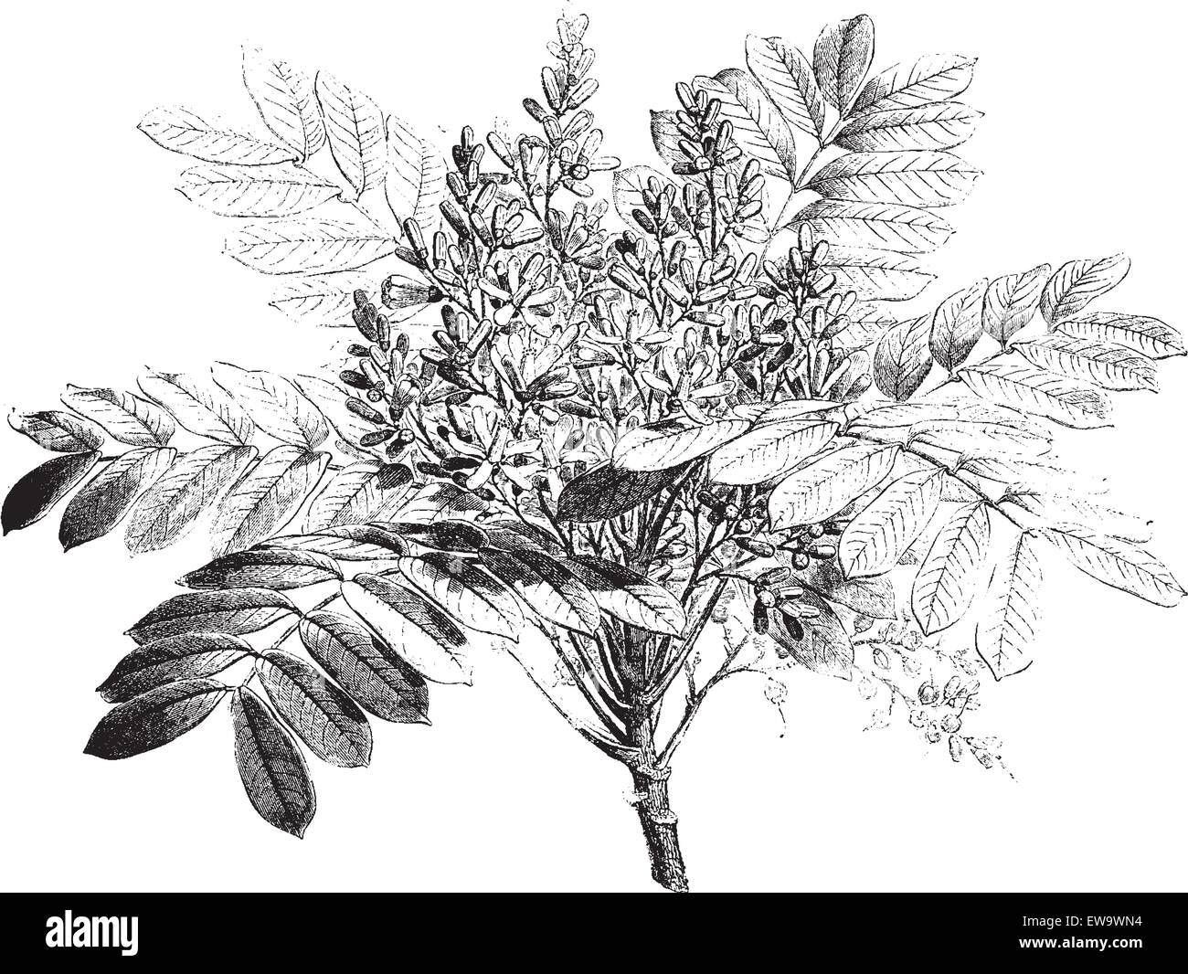 Cedrón Stock Vector Images - Alamy