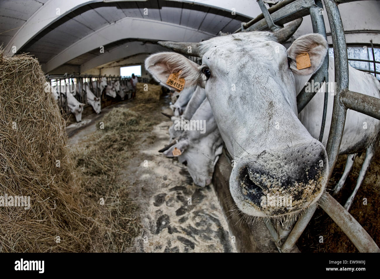 Chianina Cow at farm in Val di Chiana Tuscany Stock Photo - Alamy