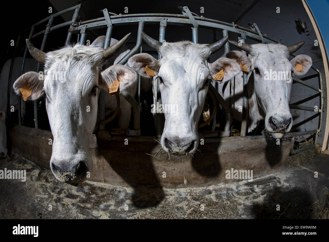 Chianina cow farm in val hi-res stock photography and images - Alamy