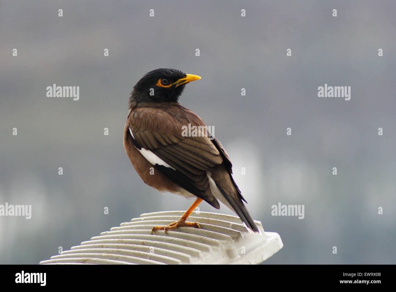 Myna Bird India Indian mynah funny bird looking neck turn back Stock ...