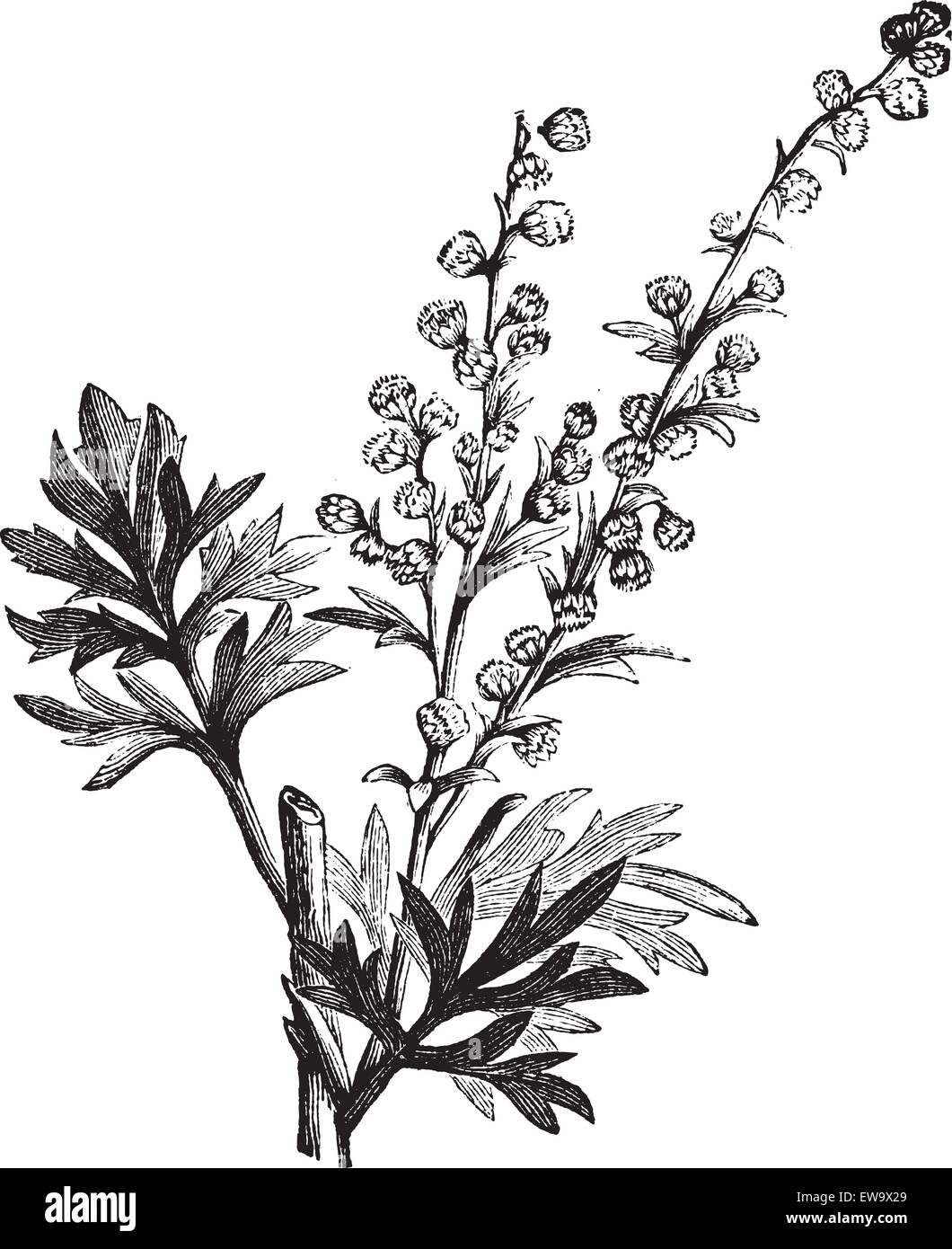 Absinthe plant, Artemisia absinthium or wormwood engraving illustration ...