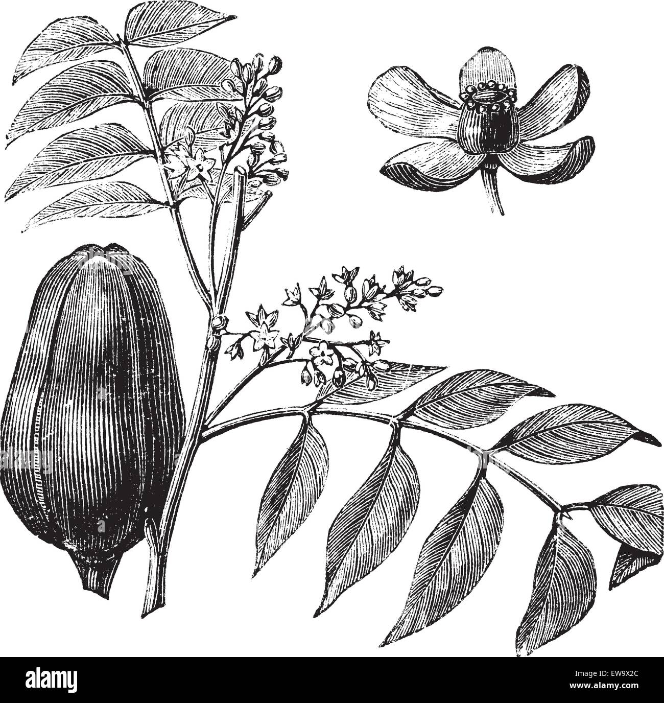 Malai vembu Stock Vector Images - Alamy