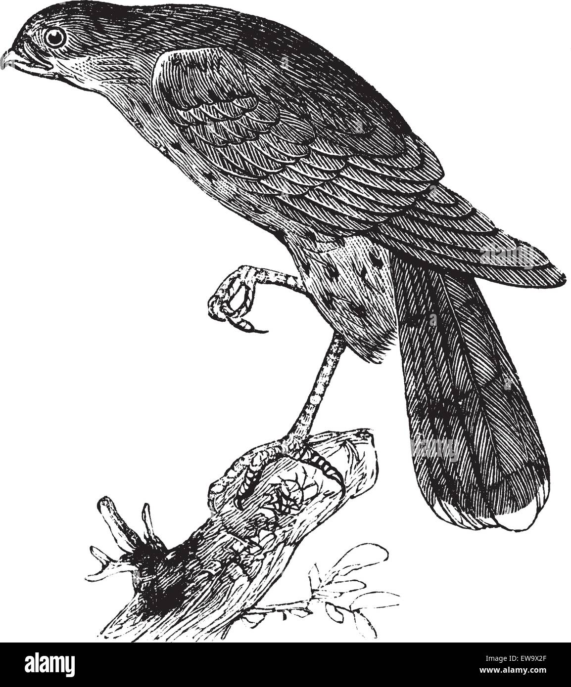 Sharp shinned hawk Stock Vector Images - Alamy