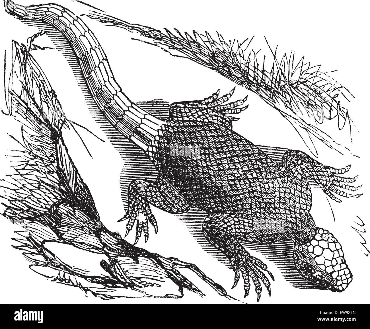 West african spinous lizard or Agama colonorum engraving or vintage ...