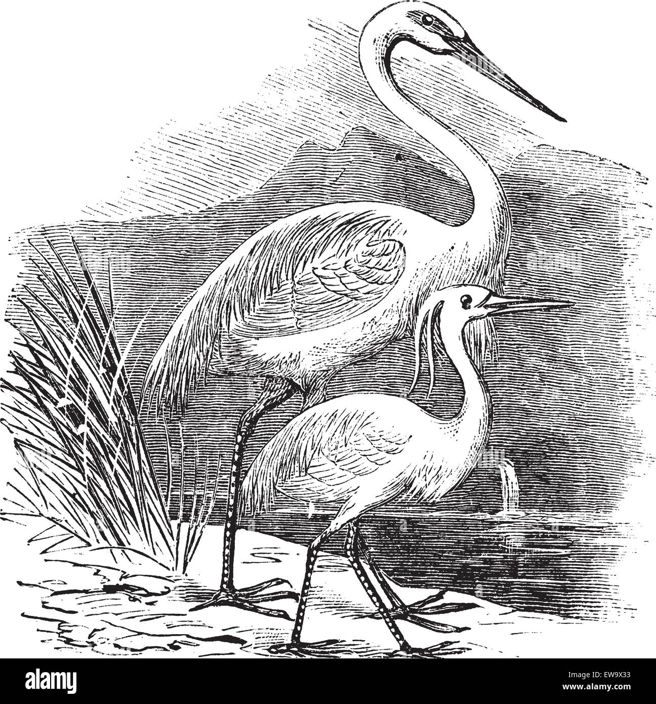 Engraving of a Great Egret (ardea alba) and Little Egret (ardea ...