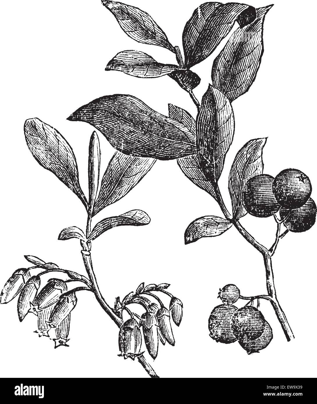 Idaho flower Stock Vector Images - Alamy