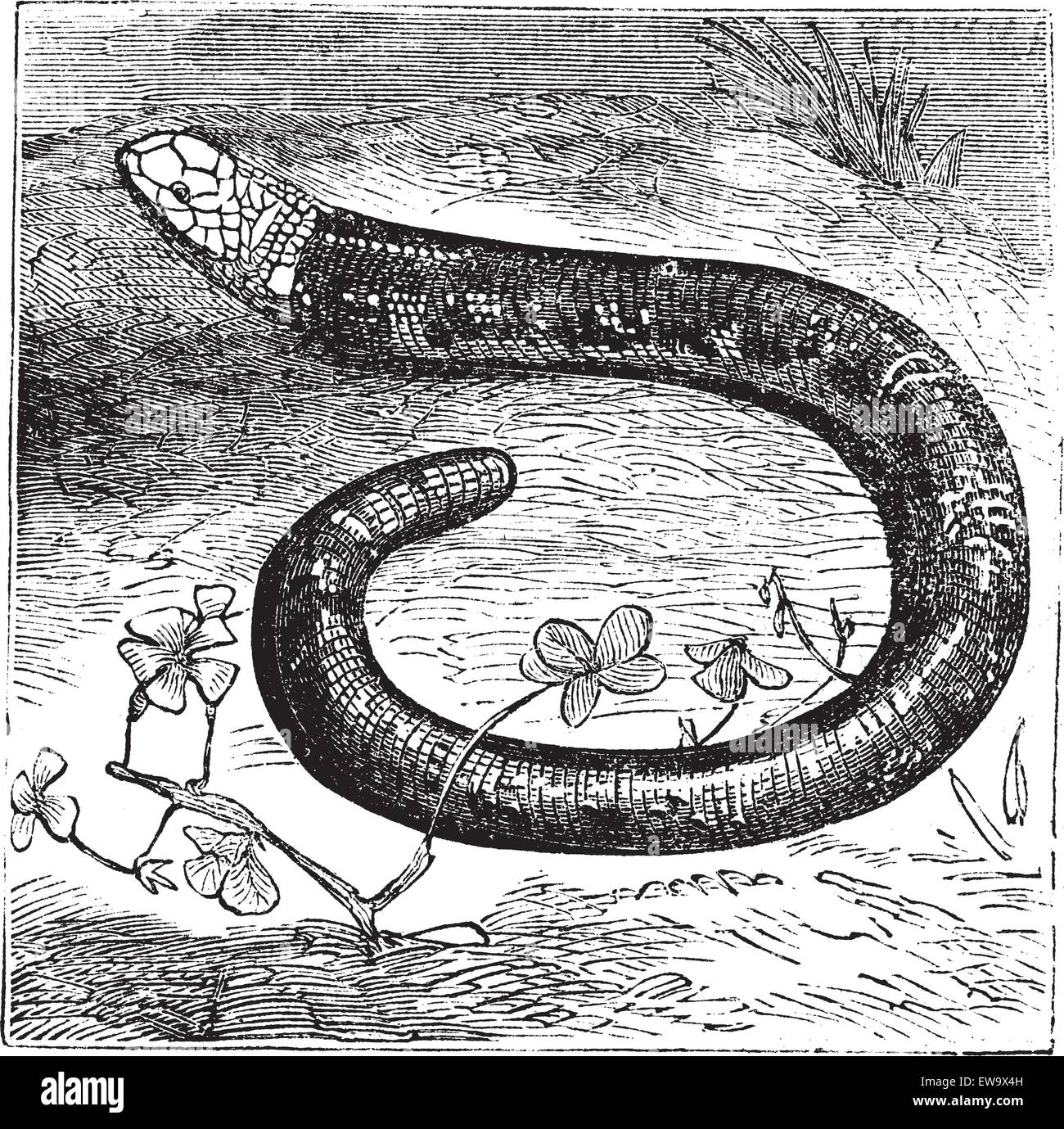 Amphisbaena fuliginosa, black-and-white worm lizard, spotted worm ...