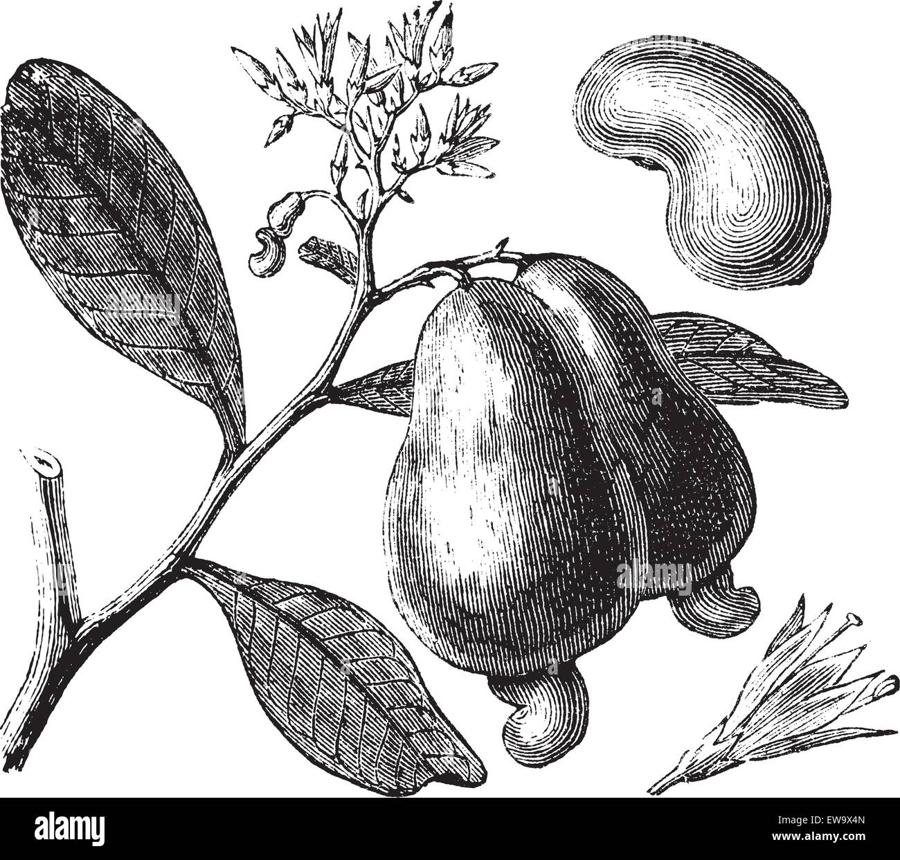 Cashew or Anacardium occidentale tree, apple and nuts vintage engraving ...