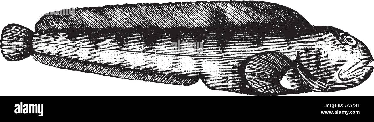 Seawolf, Atlantic wolffish or catfish or anarrhichas vomerinus or minor ...