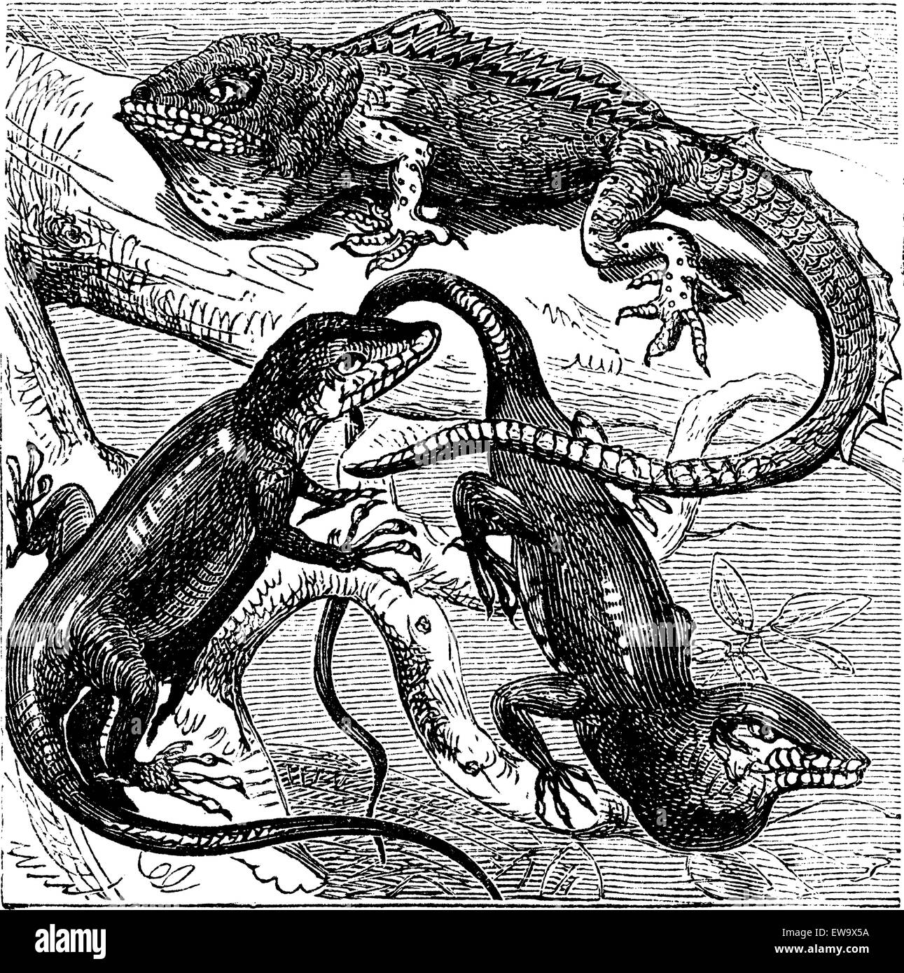 American anole Stock Vector Images - Alamy