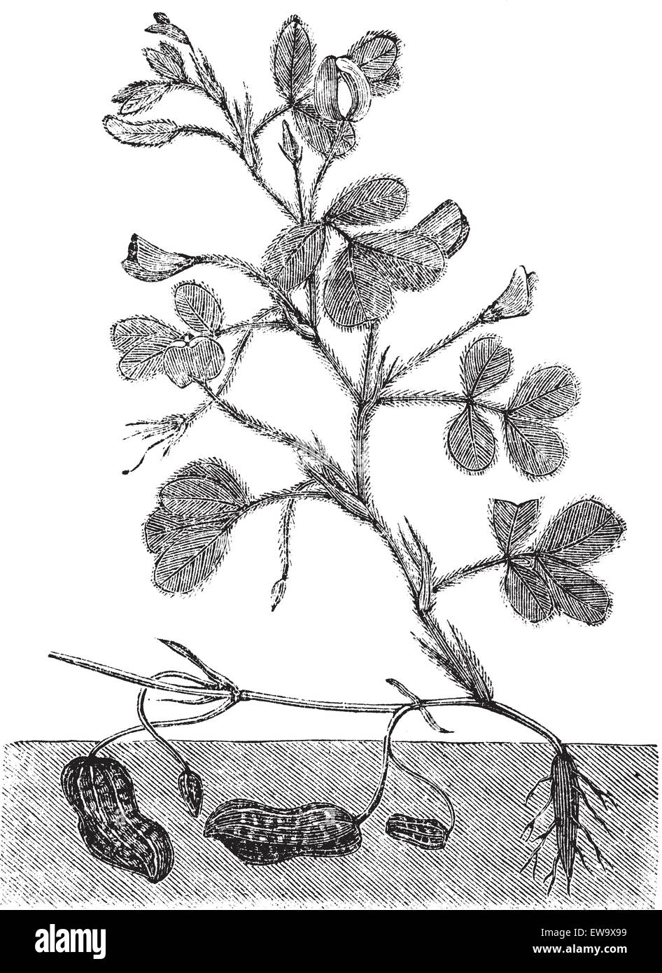 Peanut Plant Drawing