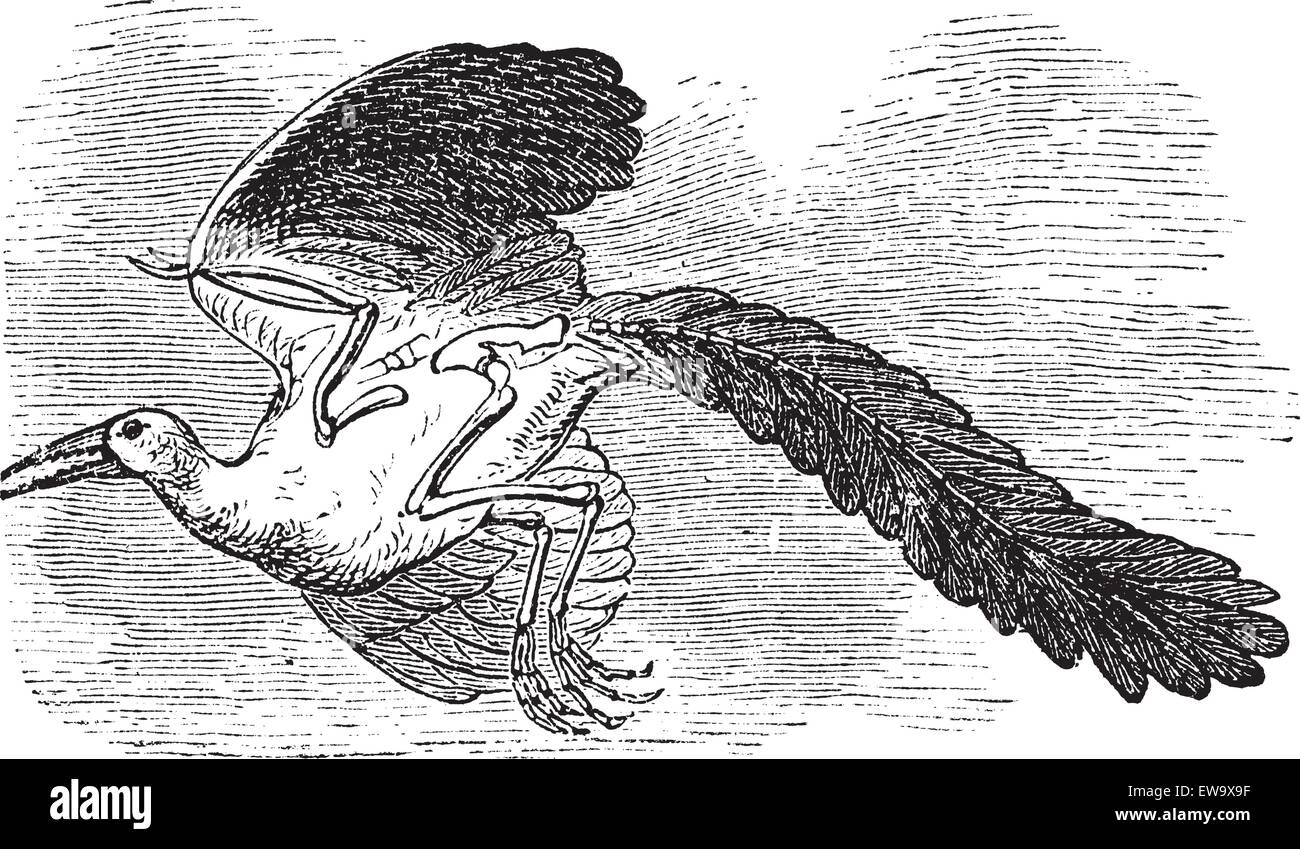 Archaeopteryx, Original bird or First bird, Urvogel, Archaios, Pteryx ...