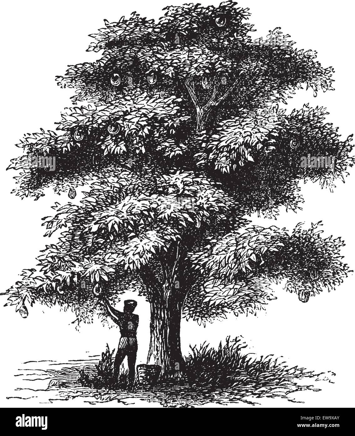 Breadfruit tree flower Stock Vector Images - Alamy