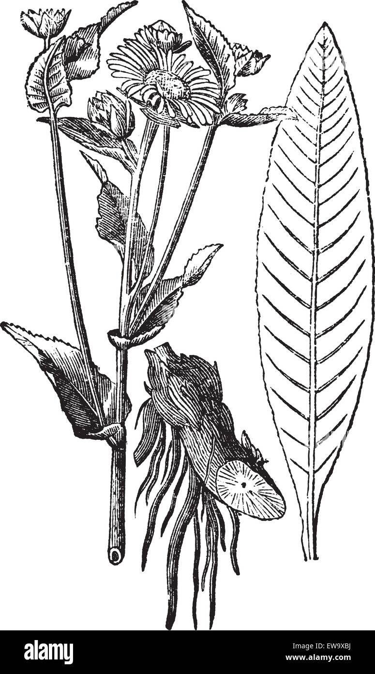Elecampane or Horse-heal or Inula helenium, vintage engraving. Old ...