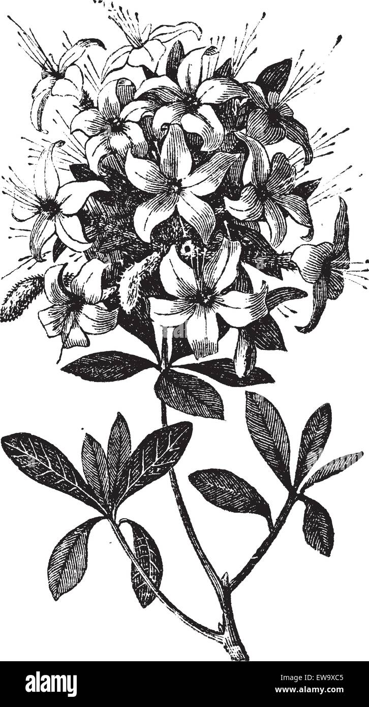 Azalea or Rhododendron sp, or azalea viscosa., vintage engraving. Old ...