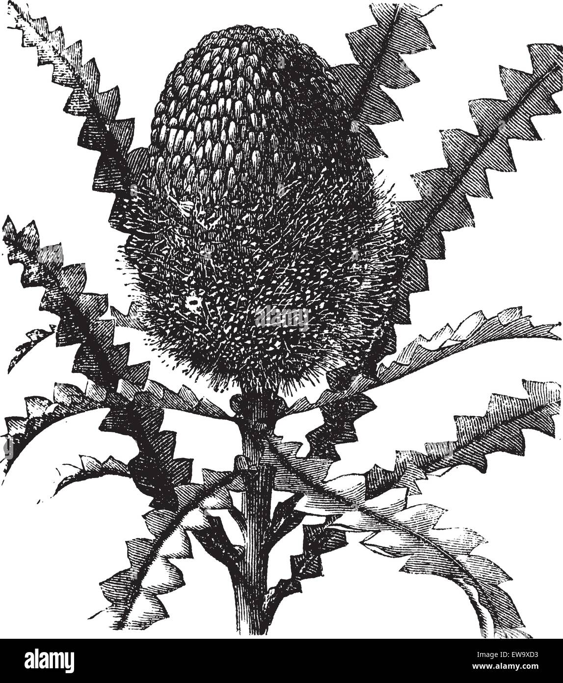 Banksia leaves Stock Vector Images - Alamy