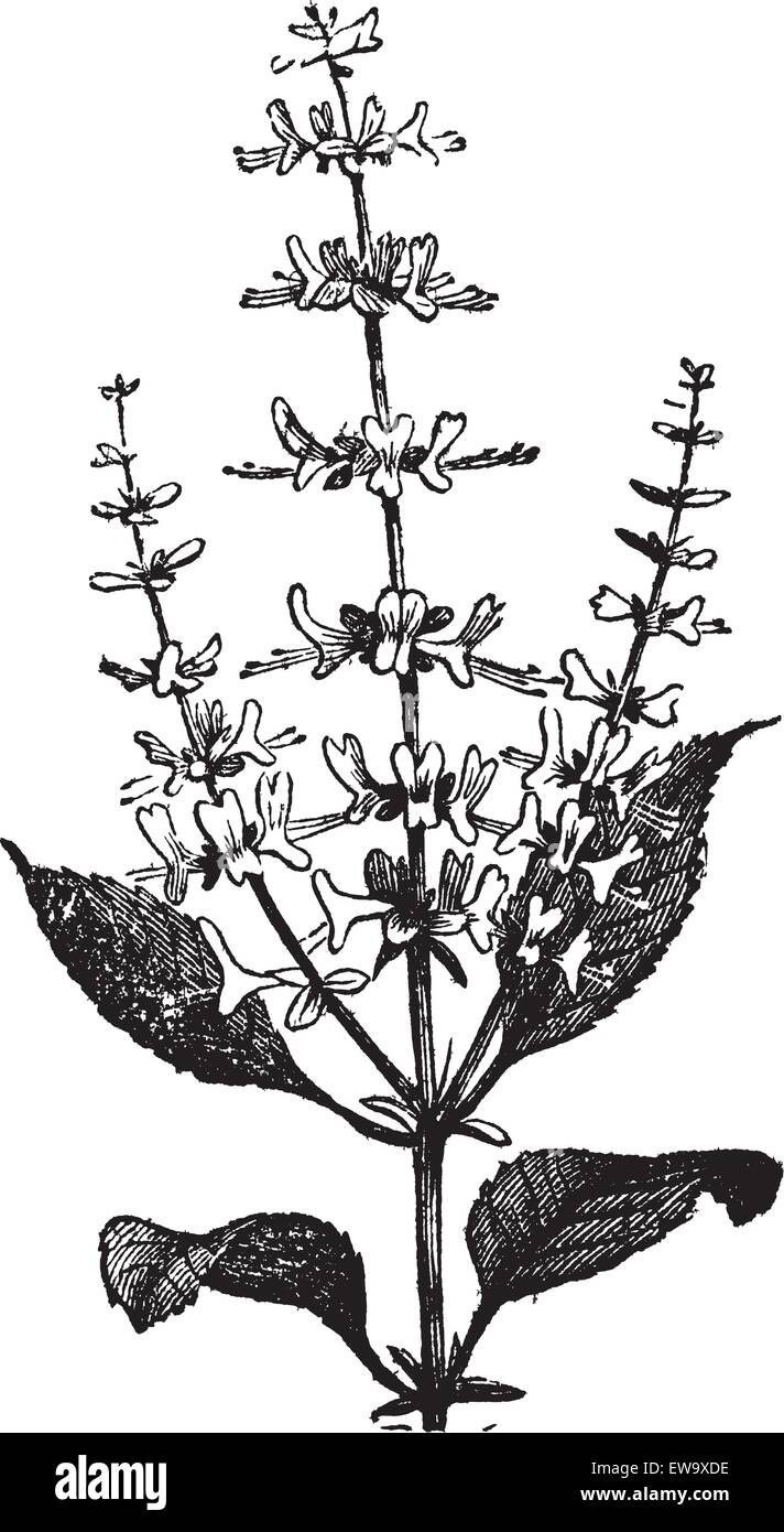 Sweet Basil or Ocimum basilicum, vintage engraving. Old engraved ...