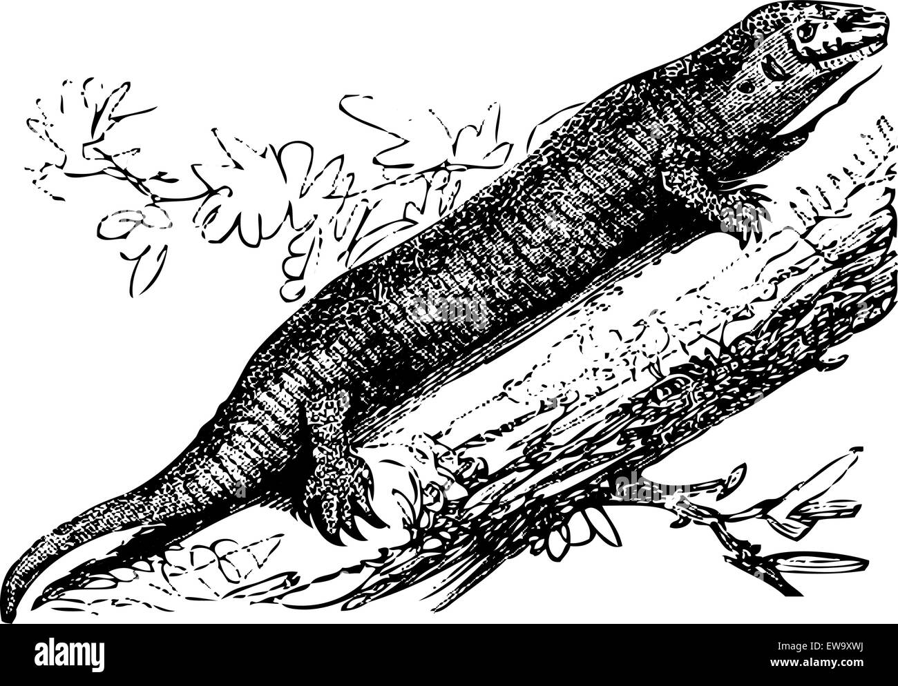 Engraved cute animals Stock Vector Images - Alamy