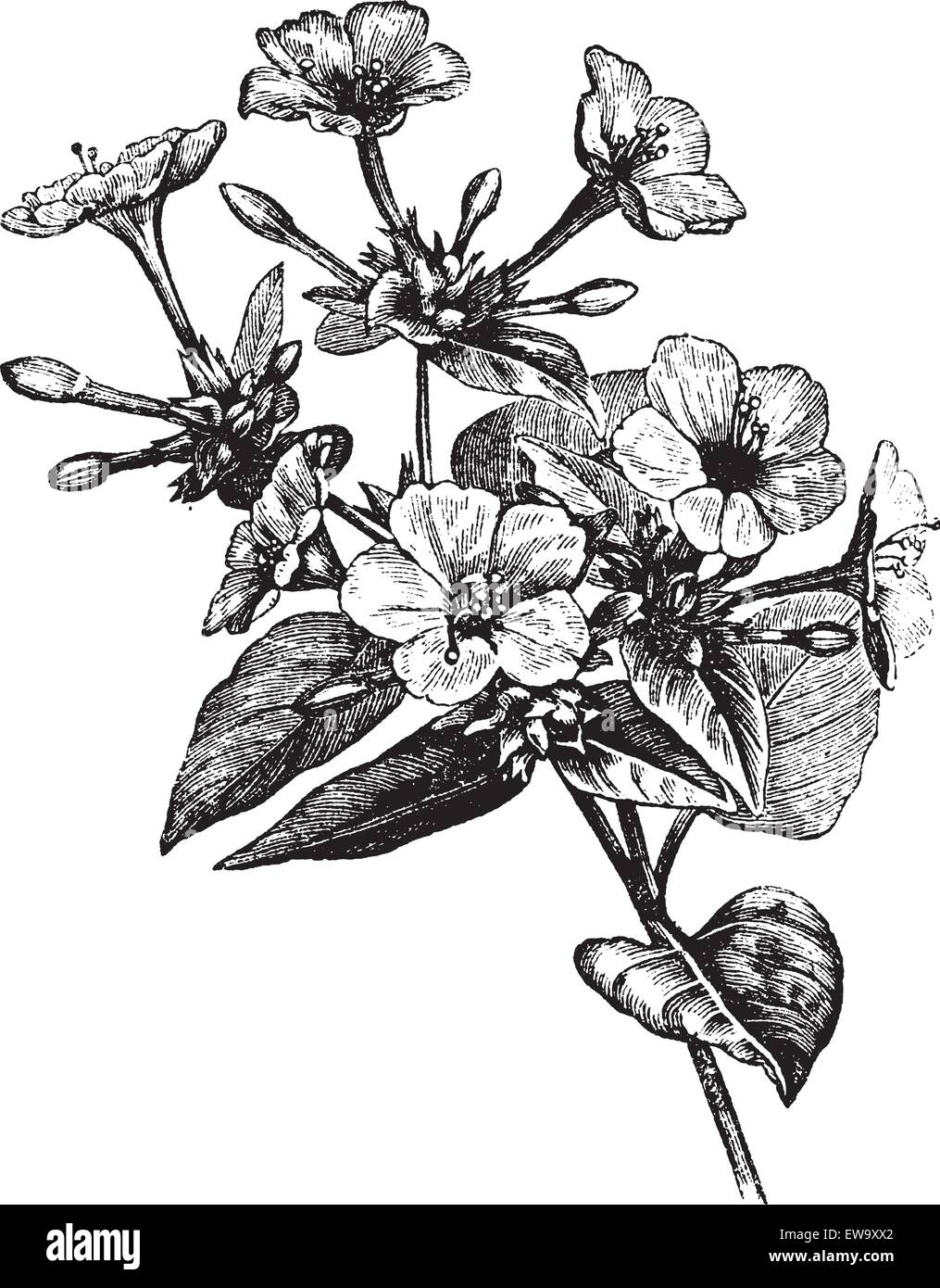 Mirabilis jalapa illustration hi-res stock photography and images - Alamy