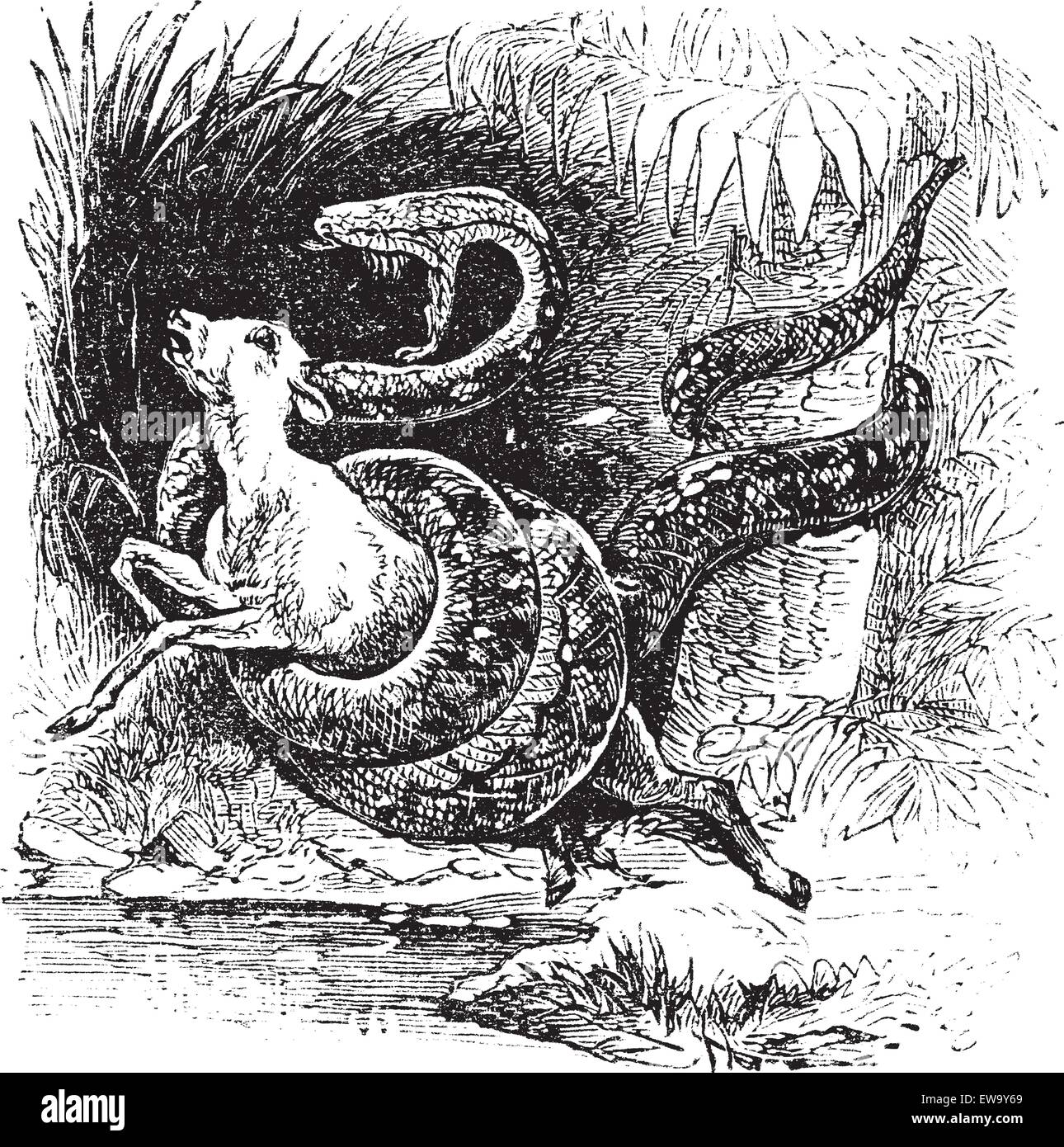 Boa constrictor, snake, vintage engraved illustration of Boa ...