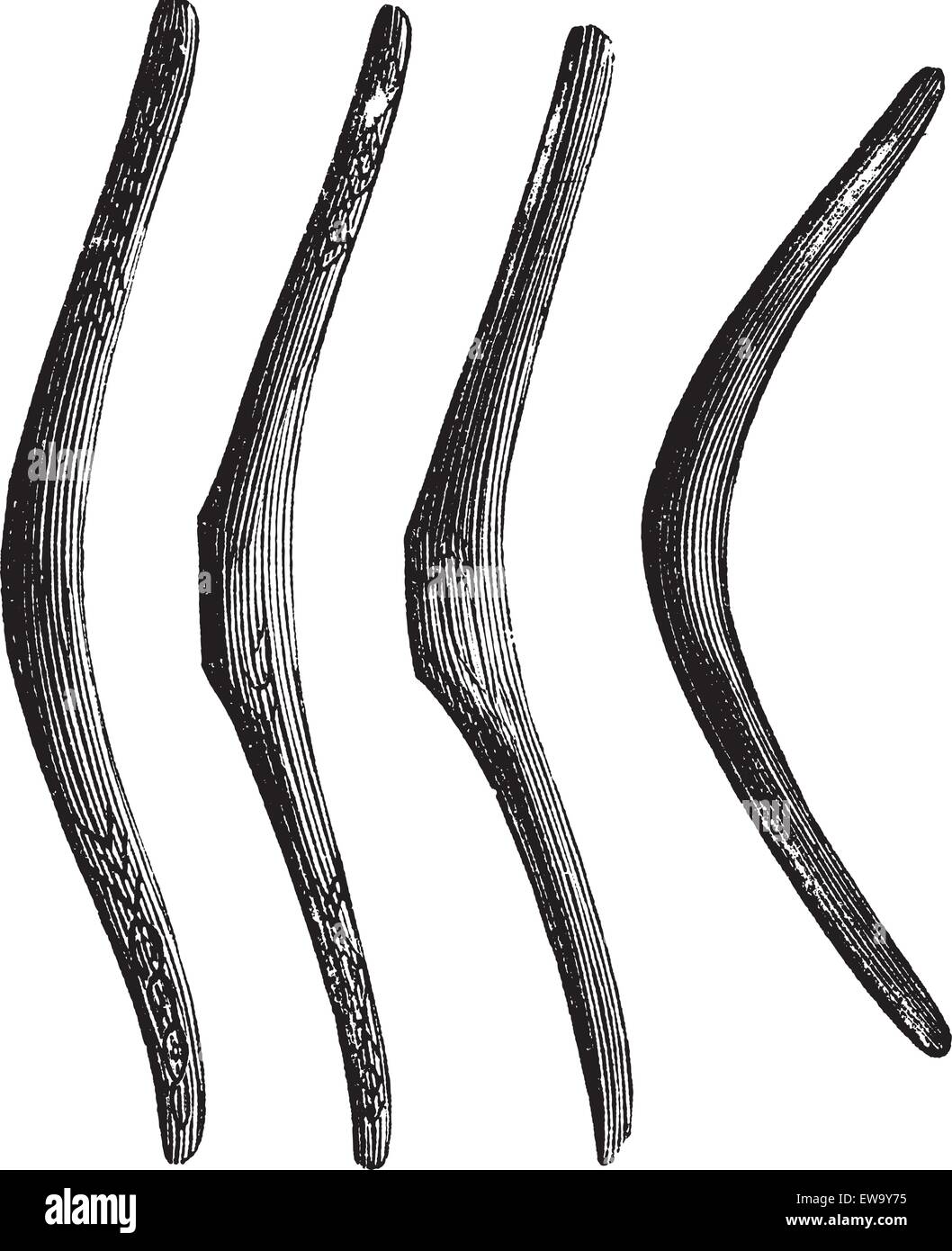 Boomerang, flying, tool, vintage engraved illustration Boomerang ...