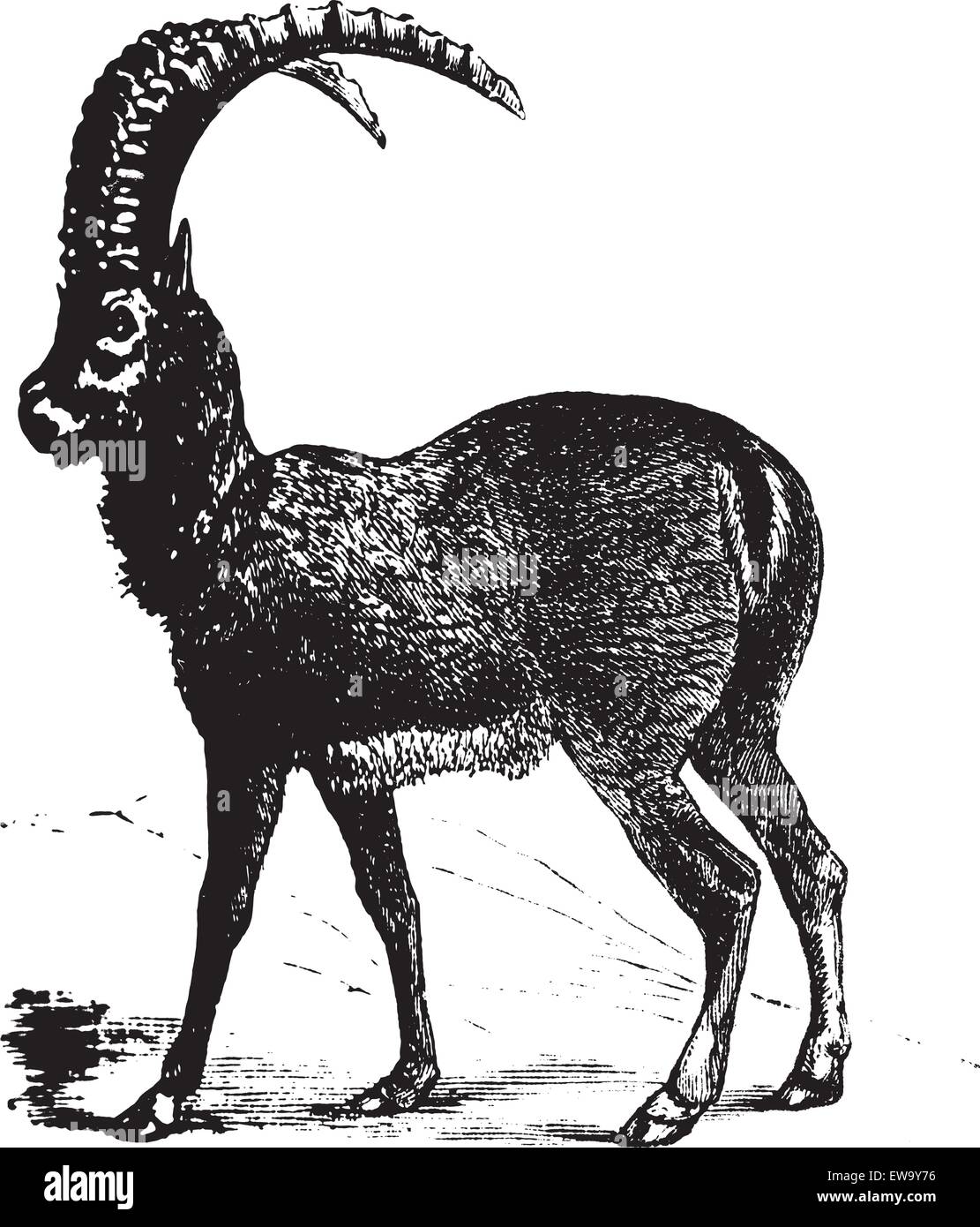 Capra ibex hoof Stock Vector Images - Alamy