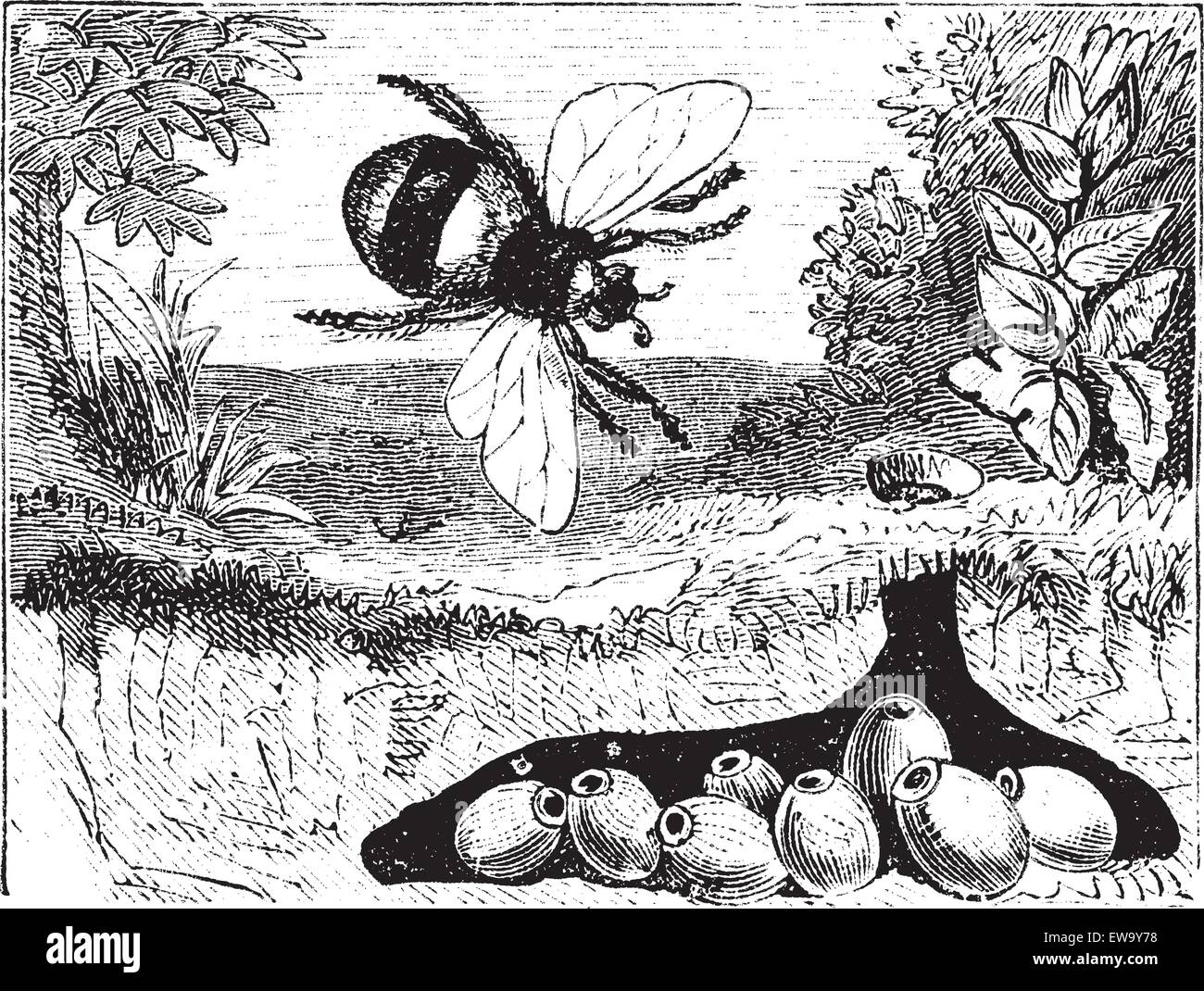 Bumblebee reproduction Stock Vector Images - Alamy