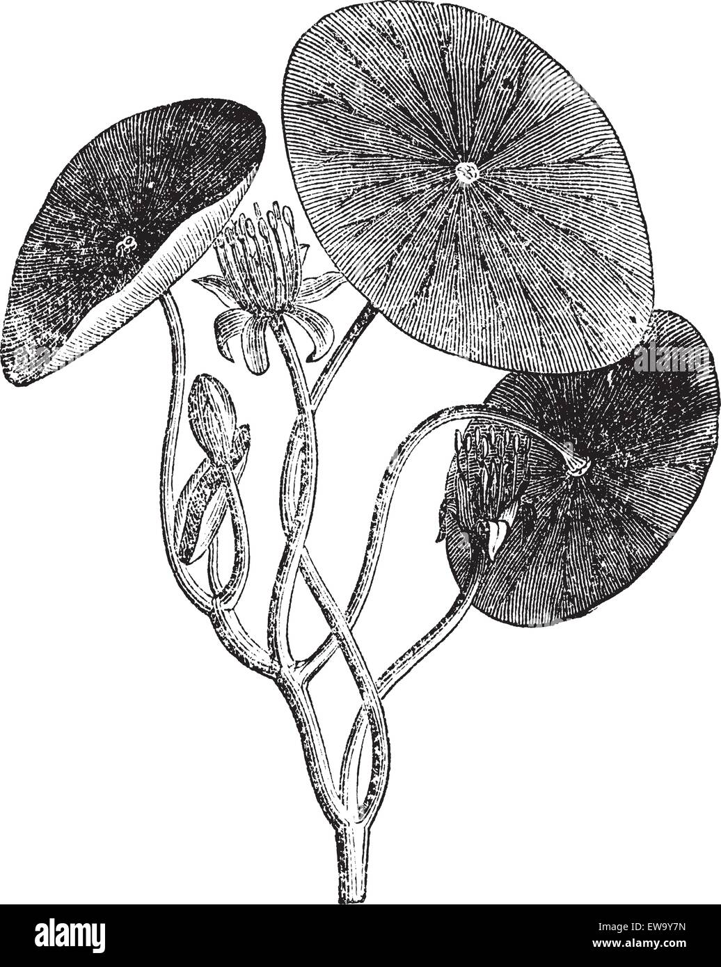 Brasenia, aquatic plant, leaves, vintage engraved illustration of ...