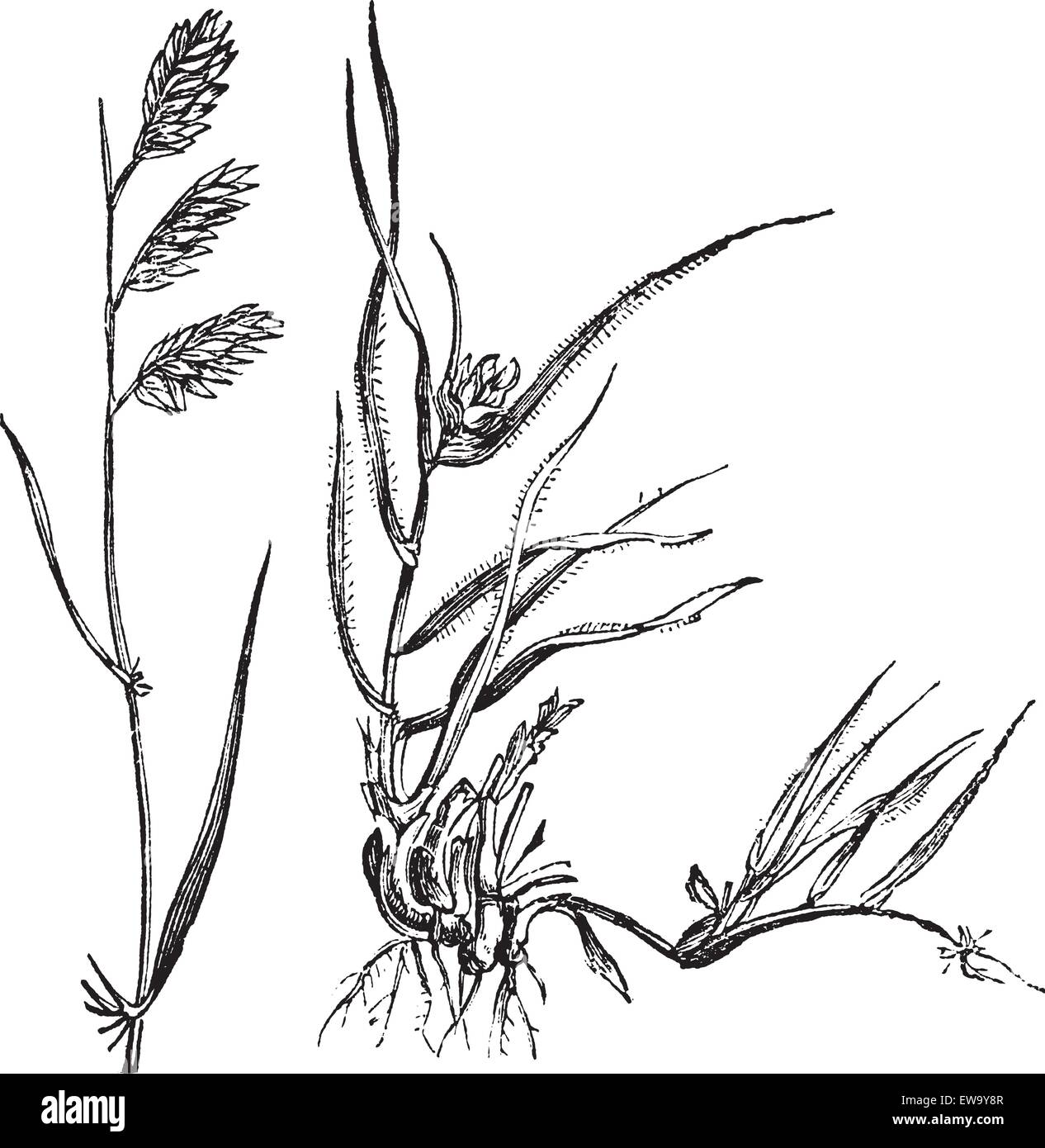 Bouteloua dactyloides also known as Buffalograss, grass, (left) male ...