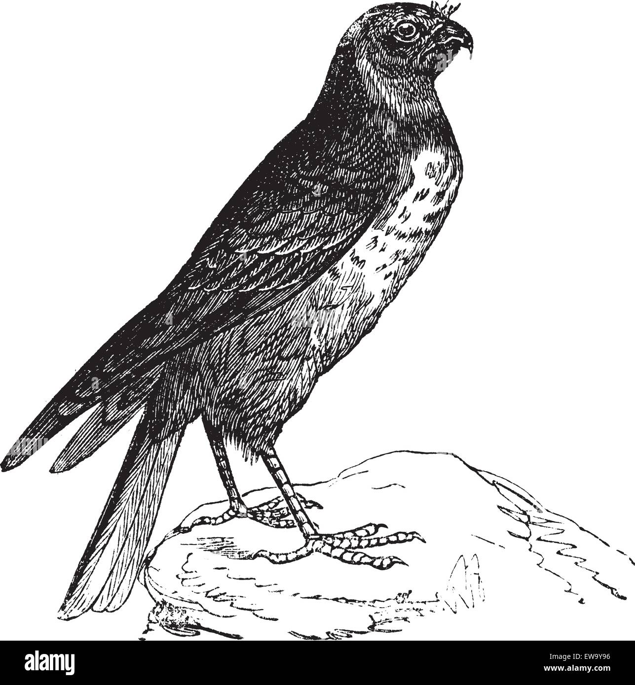 Hen harrier Stock Vector Images - Alamy