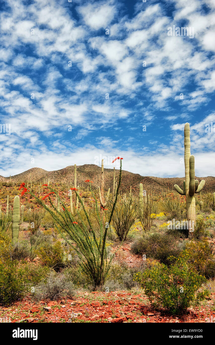 Red tipped Ocotillo and stately Saguaros dominate the spring landscape ...