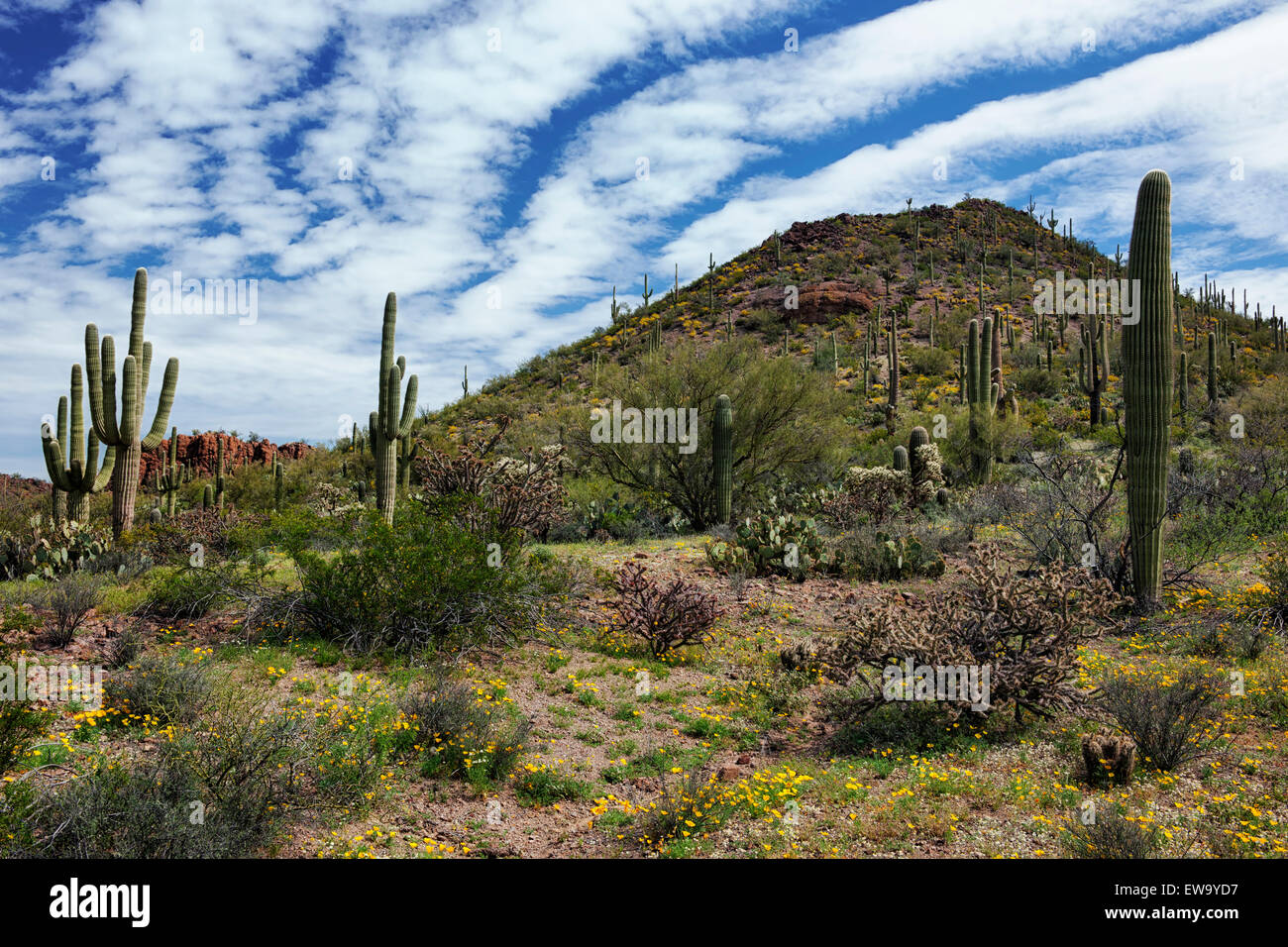 Spring clouds saguaro cactus mexican poppies desert hi-res stock ...