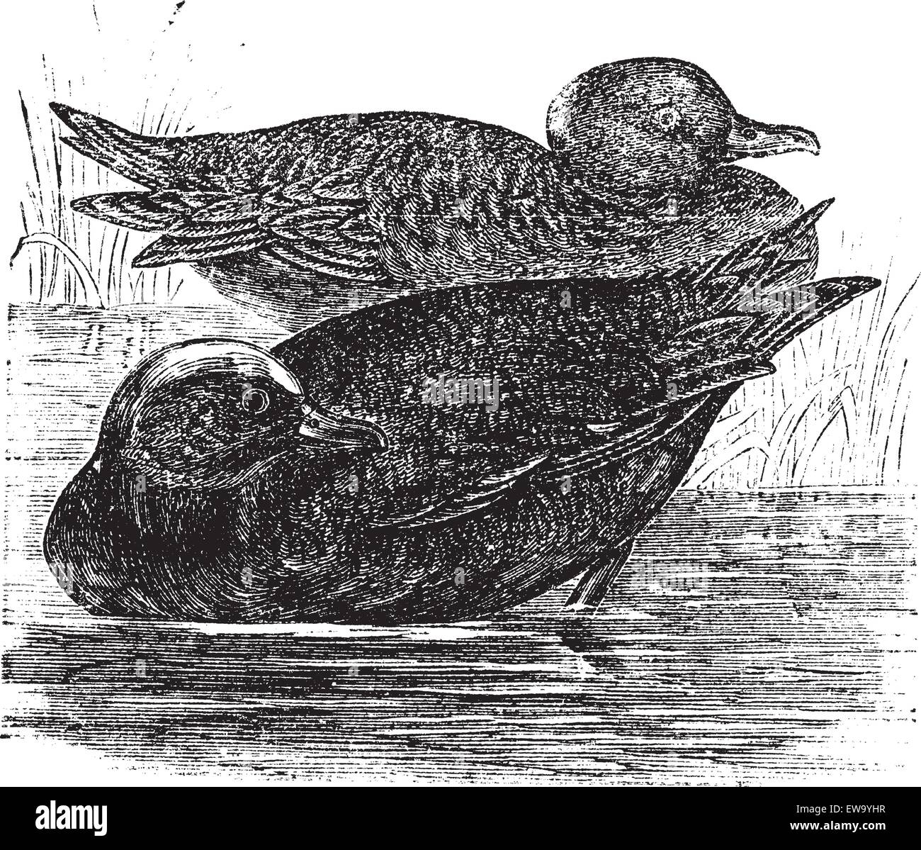 American widgeon americana Stock Vector Images - Alamy