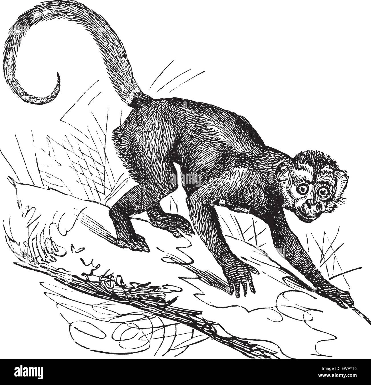 White faced capuchin monkey Stock Vector Images - Alamy