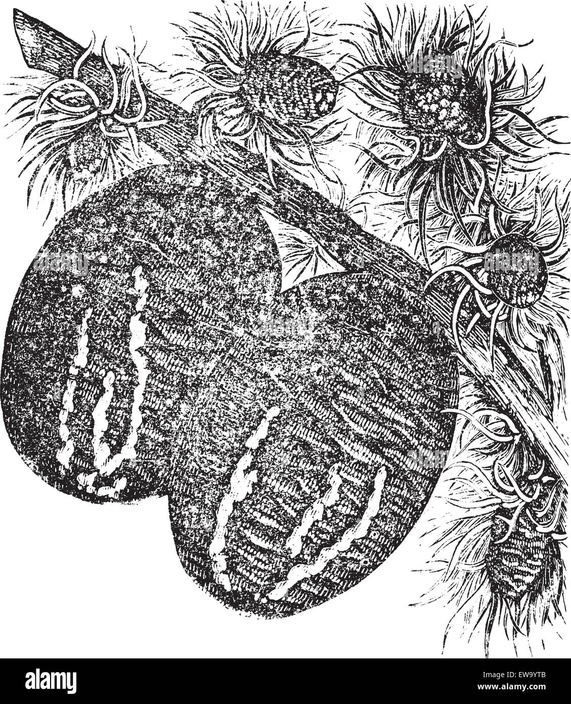 Cedar branch with a cedar cone vintage engraving. Old engraved ...