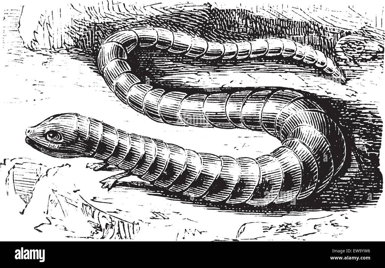 Brazen Stock Vector Images - Alamy