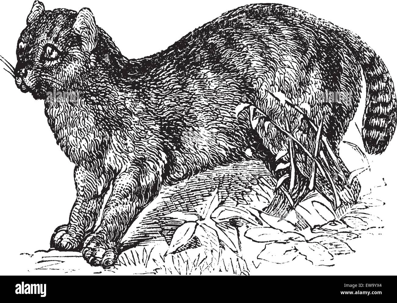 Felis catus feline domestic Stock Vector Images - Alamy