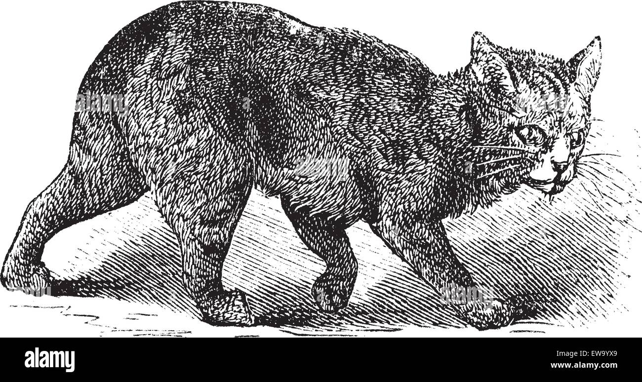 Manx zoo Stock Vector Images - Alamy