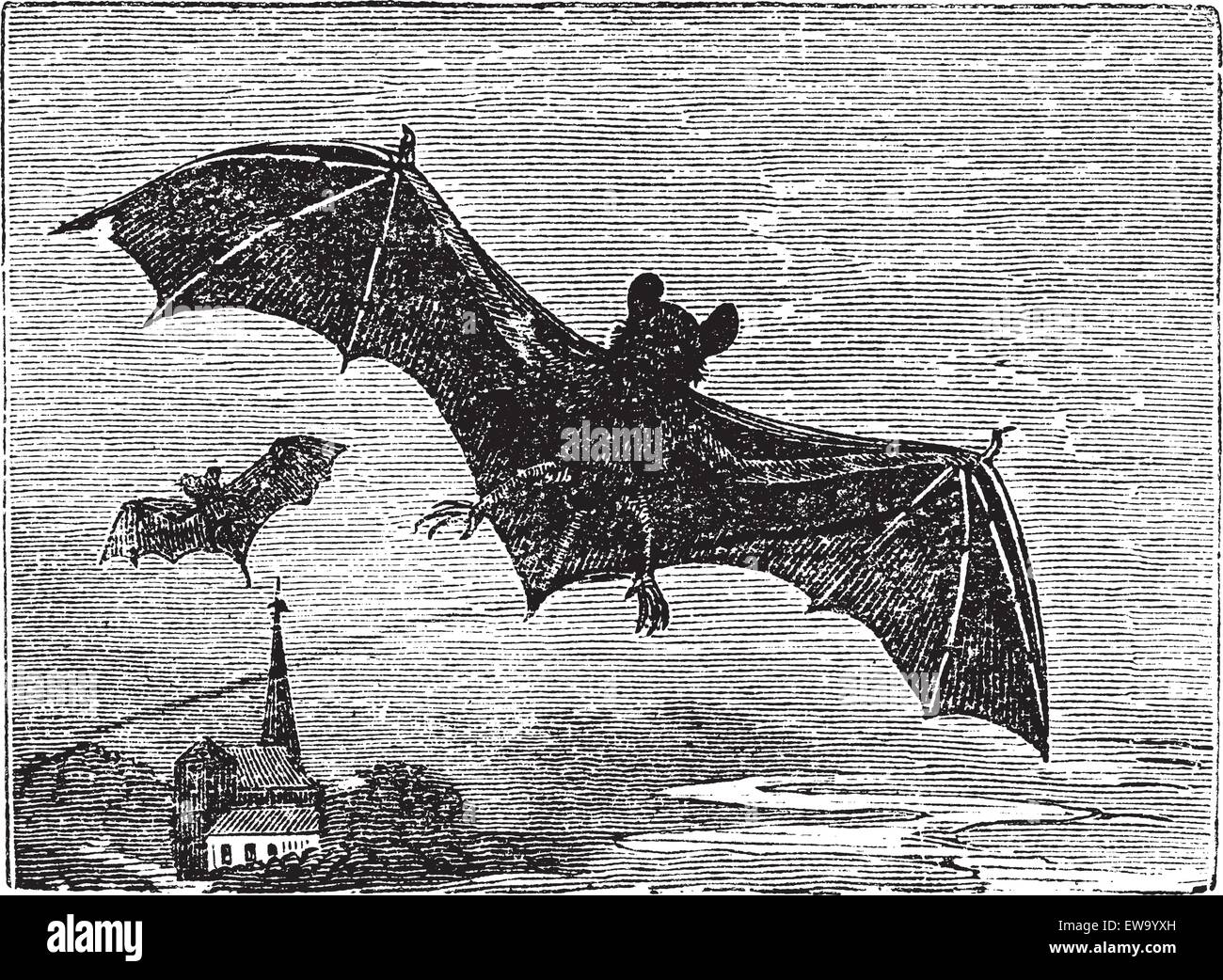 Bat echolocation Stock Vector Images - Alamy