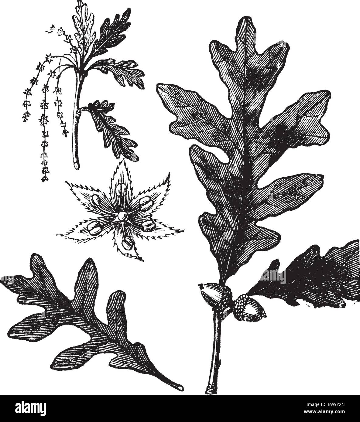 Quercus alba illustration Stock Vector Images - Alamy