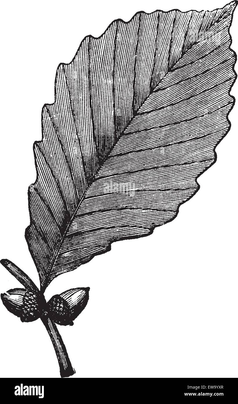 Chestnut rock chestnut Stock Vector Images - Alamy