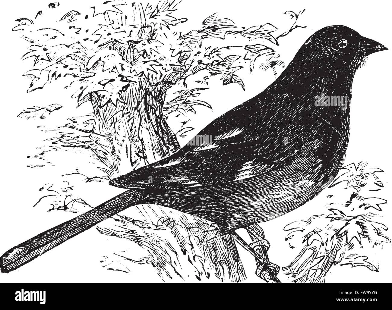 Pipilo Stock Vector Images - Alamy