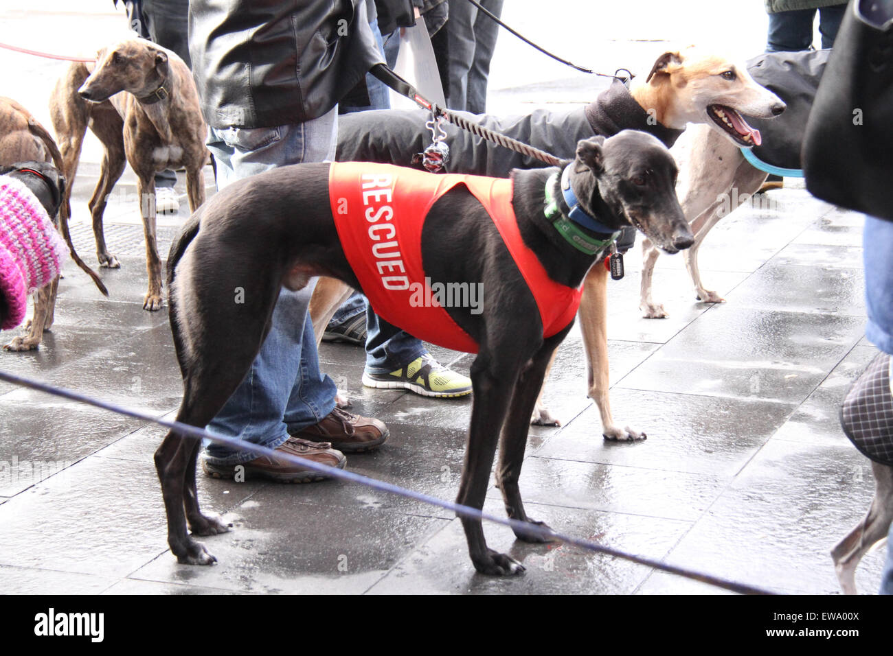 Sydney, Australia. 21 June 2015. Greyhound owners and supporters walked ...