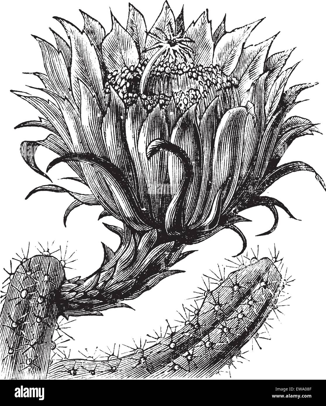 Queen Of The Night Flower Drawing