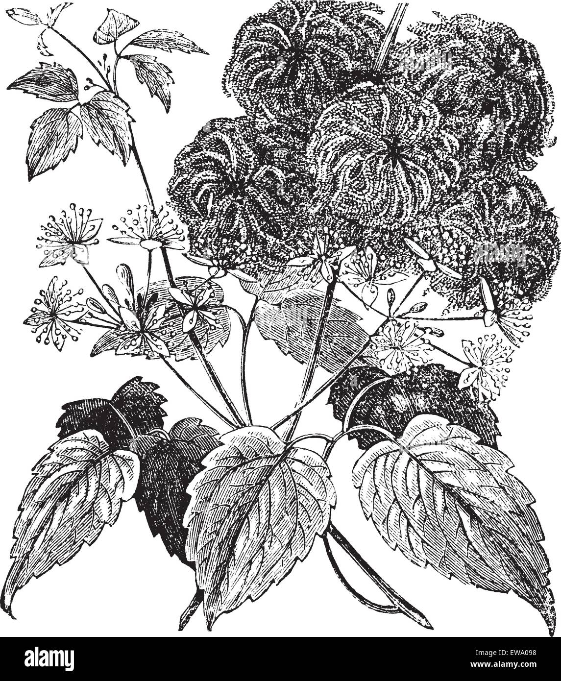 Love flower engraved Stock Vector Images - Alamy