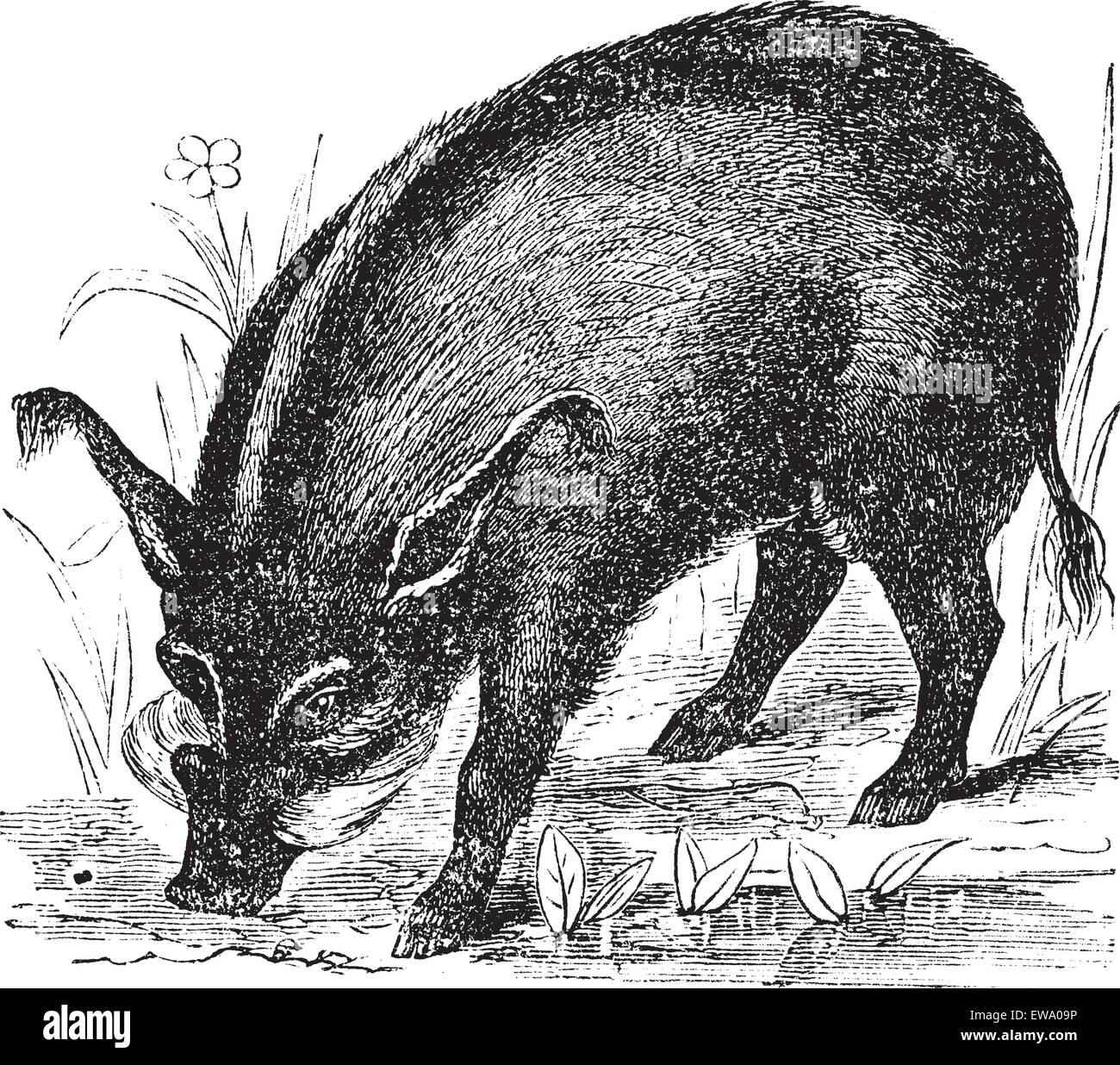 Old warthog Stock Vector Images - Alamy