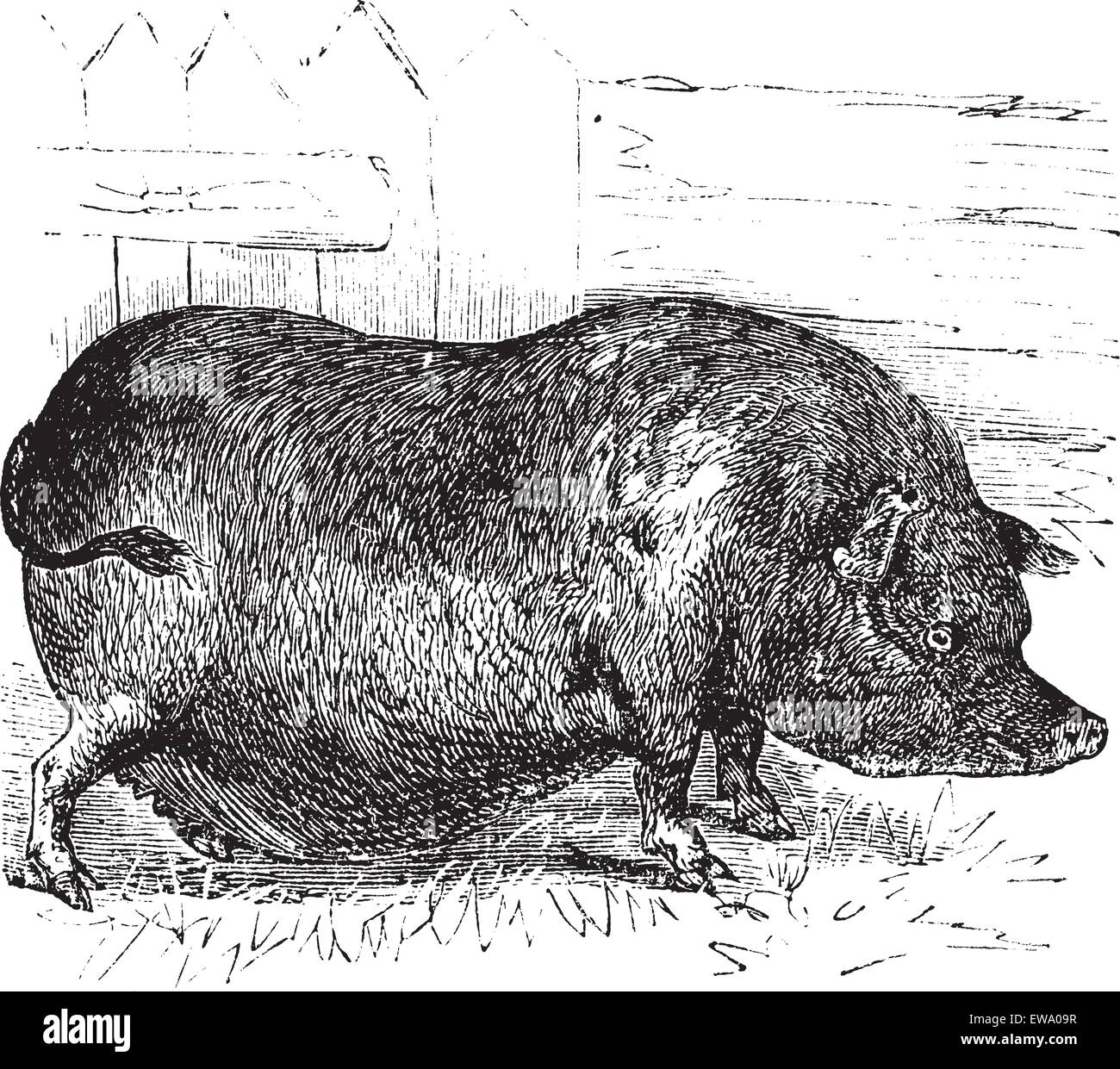 Vietnam wildlife Stock Vector Images - Alamy